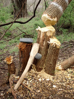 2010.10 Making a Choctaw bow - Choctaw Nation Cultural Services